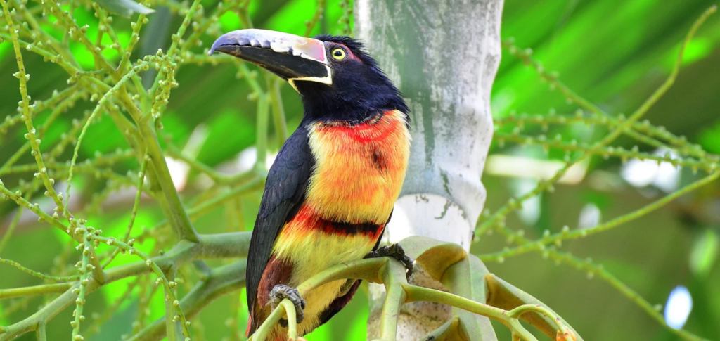 Birding in Belize | Chan Chich Lodge