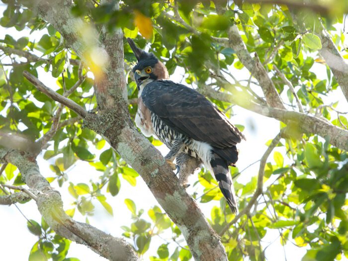 Belize's Stunning Flora & Fauna: A Must-See for Nature Lovers