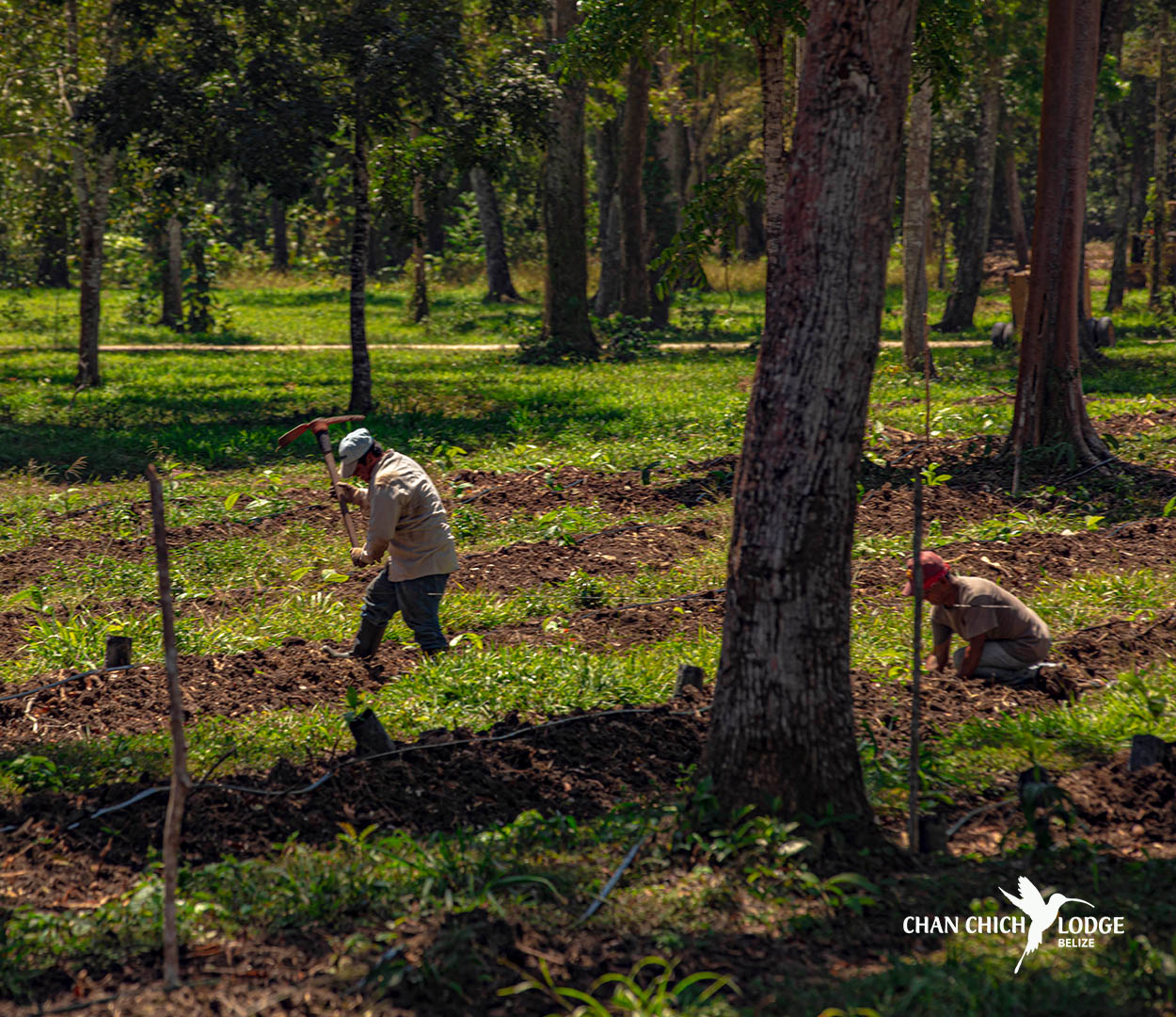 World Environment Day: A Call to Action from the Belize Jungle